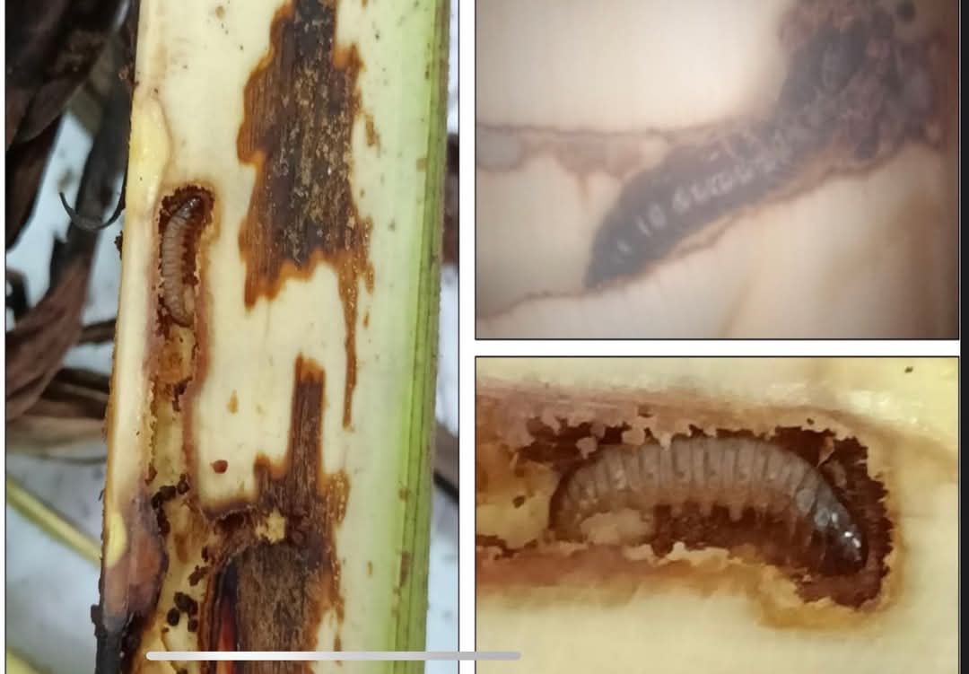 Cocolisap Outbreak Hits Calabarzon - Cavite News