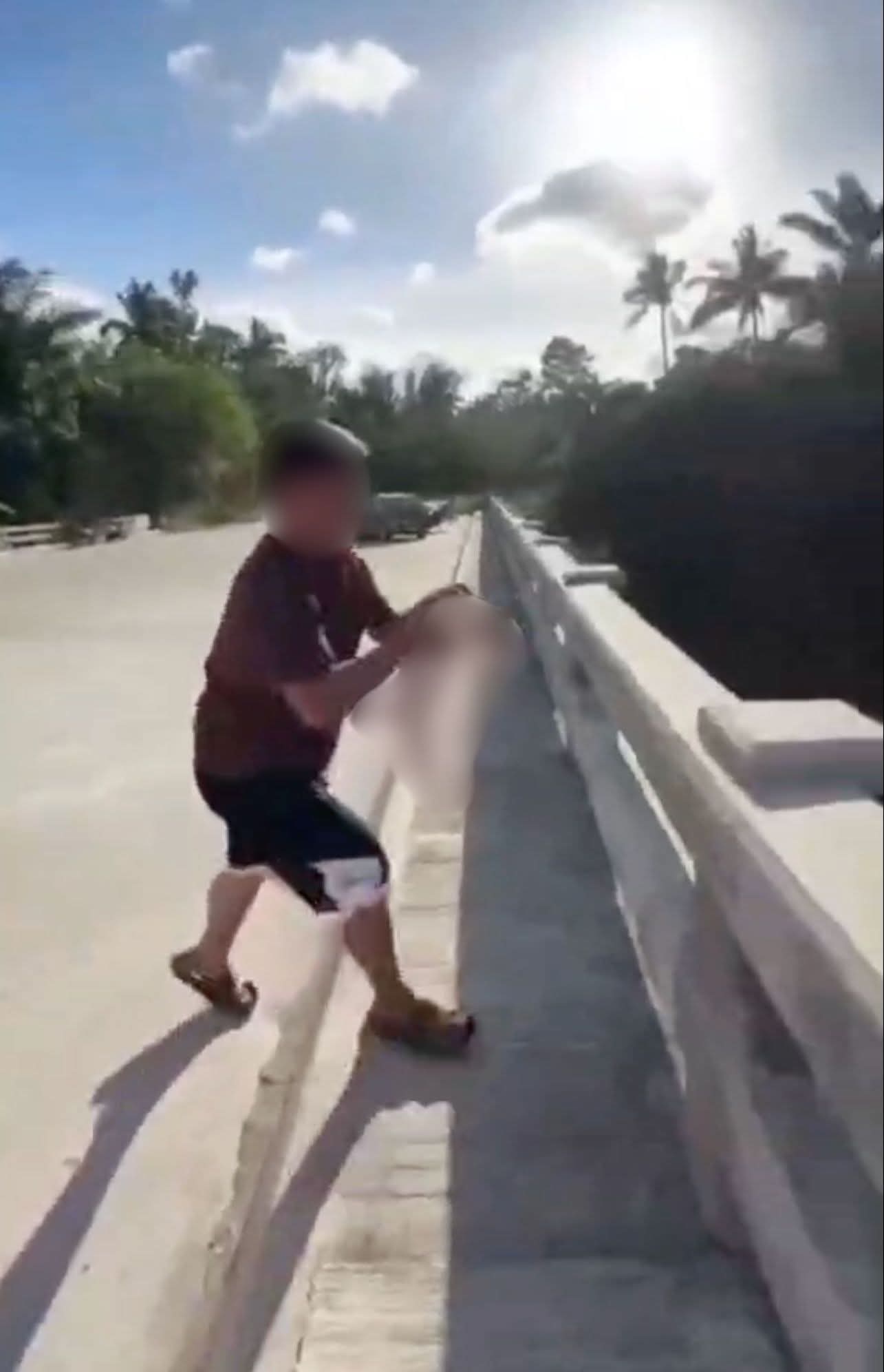 Man investigated for throwing pregnant cat off bridge in Indang, Cavite ...