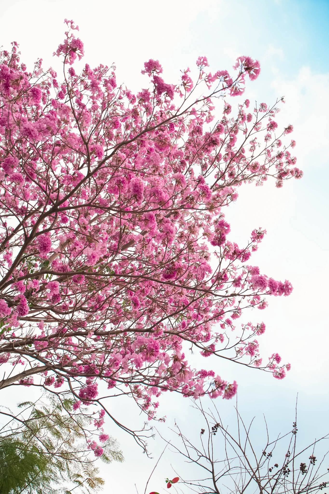 'Cavite's Cherry Blossoms' Draw Crowds to Imus City as Rosy Trumpet ...