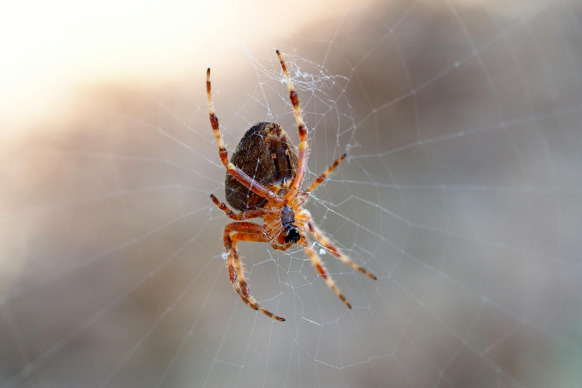 6 arrested in Cavite City illegal spider derby crackdown - Cavite News